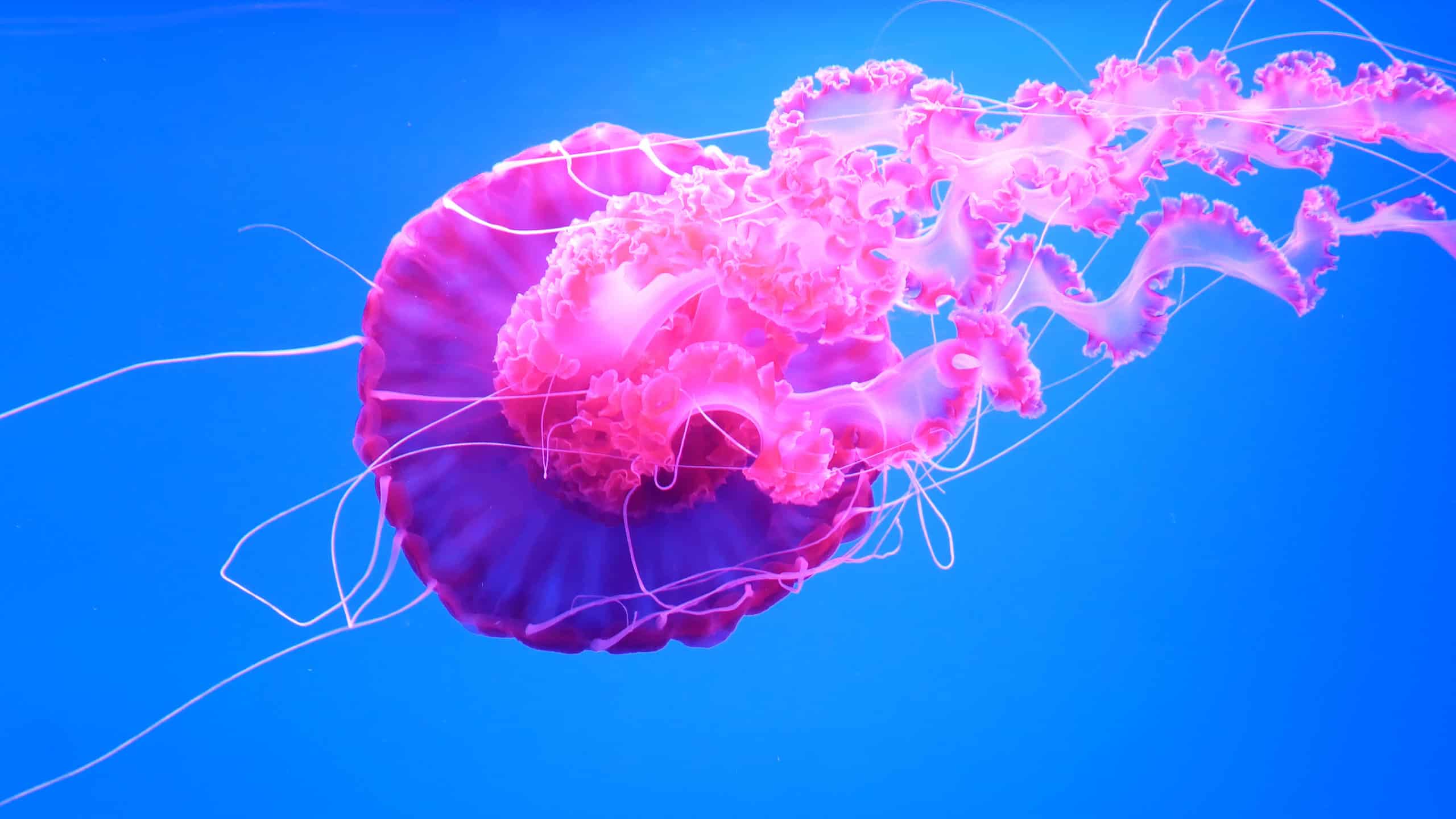 This massive 7-foot jellyfish looks terrifying, but it isn’t the deadliest