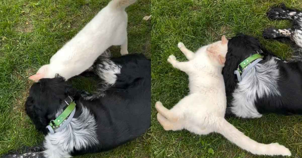 Friendly cat wins everyone over with his sweet personality