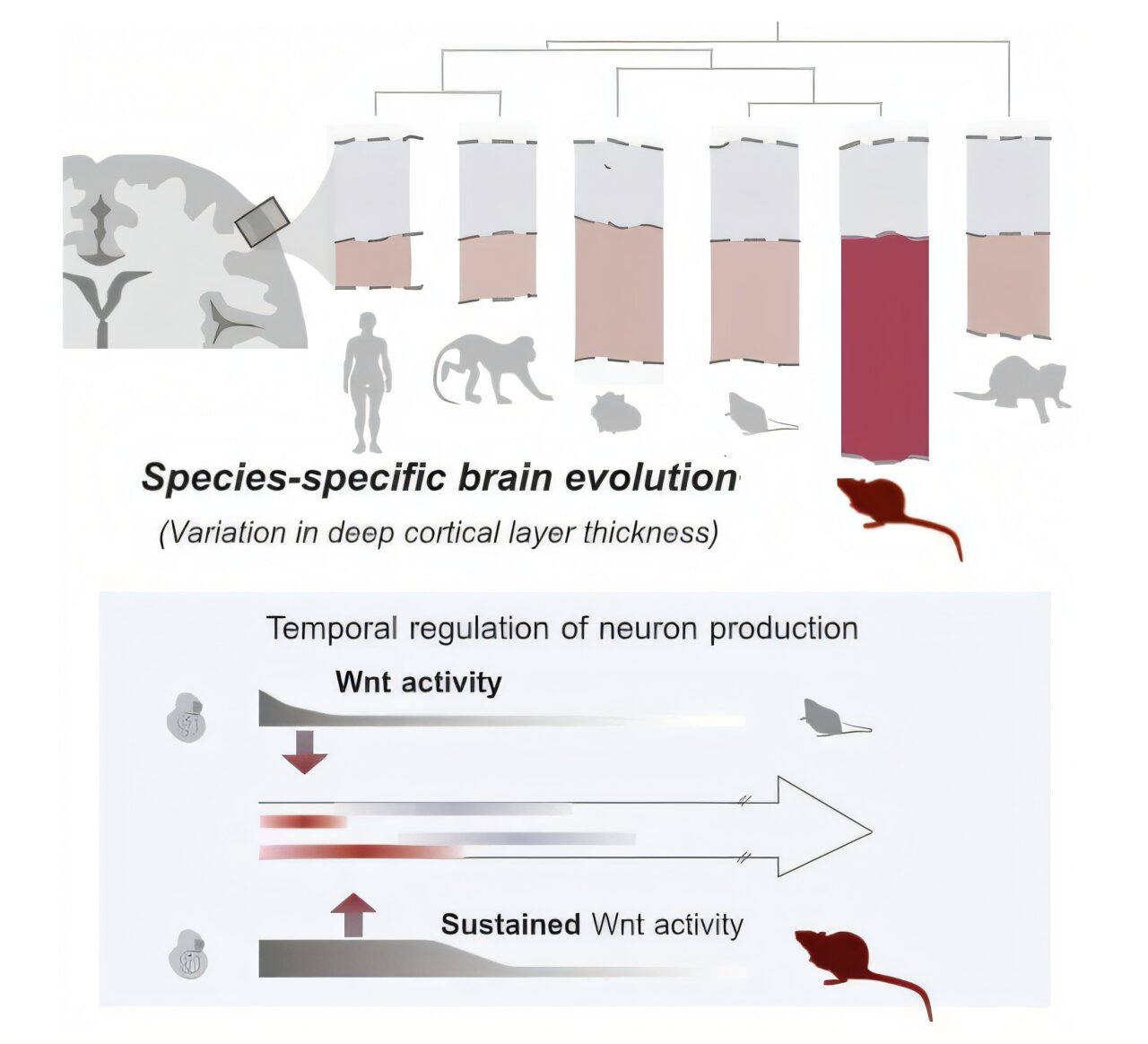 Timing in early brain growth may explain why closely related mammals ...
