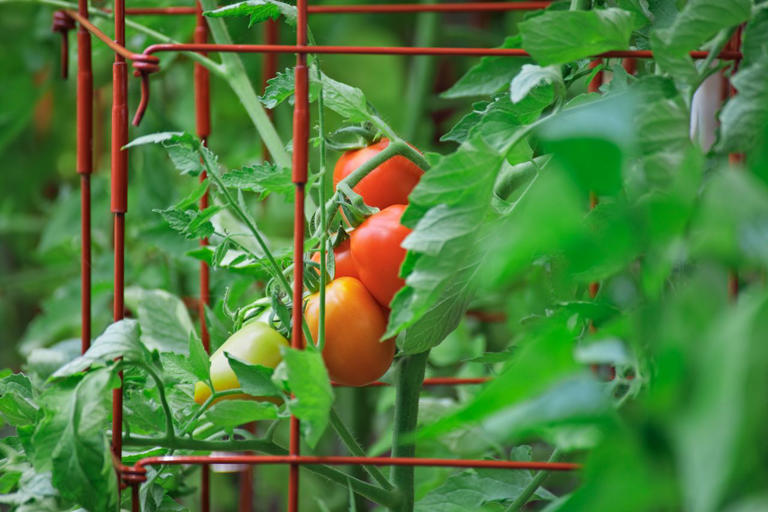 How to use tomato cages the right way for healthier plants