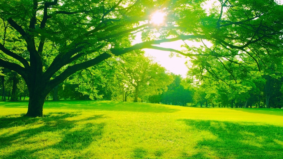 Which tree has no wood?
