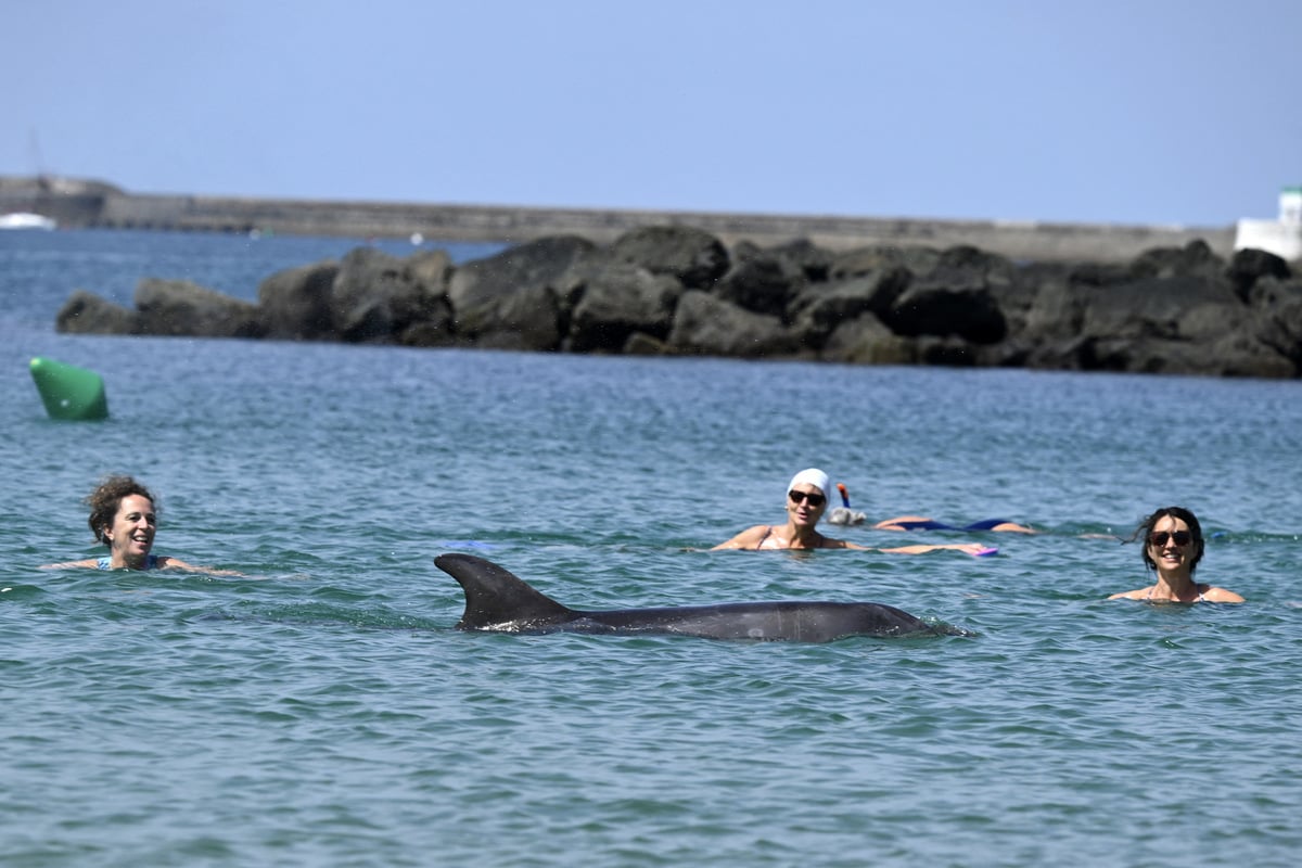 Curious dolphin charms French town – but experts are concerned
