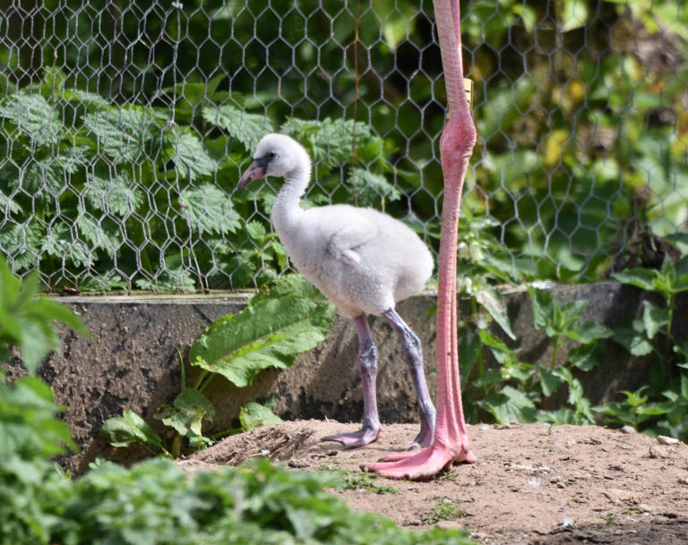 Adorable flamingo chicks hatch at nature reserve