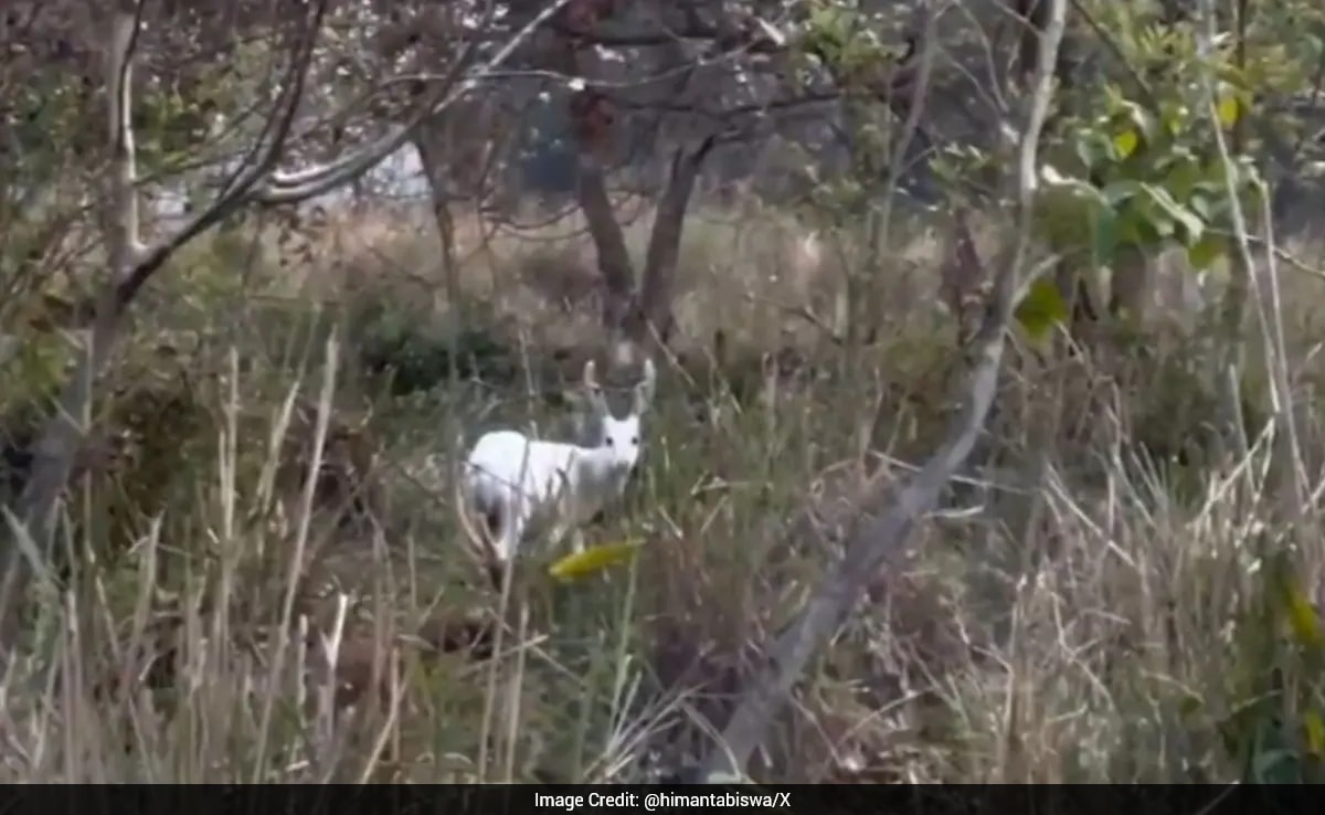 Watch: Rare albino hog deer spotted roaming in Kaziranga National Park ...