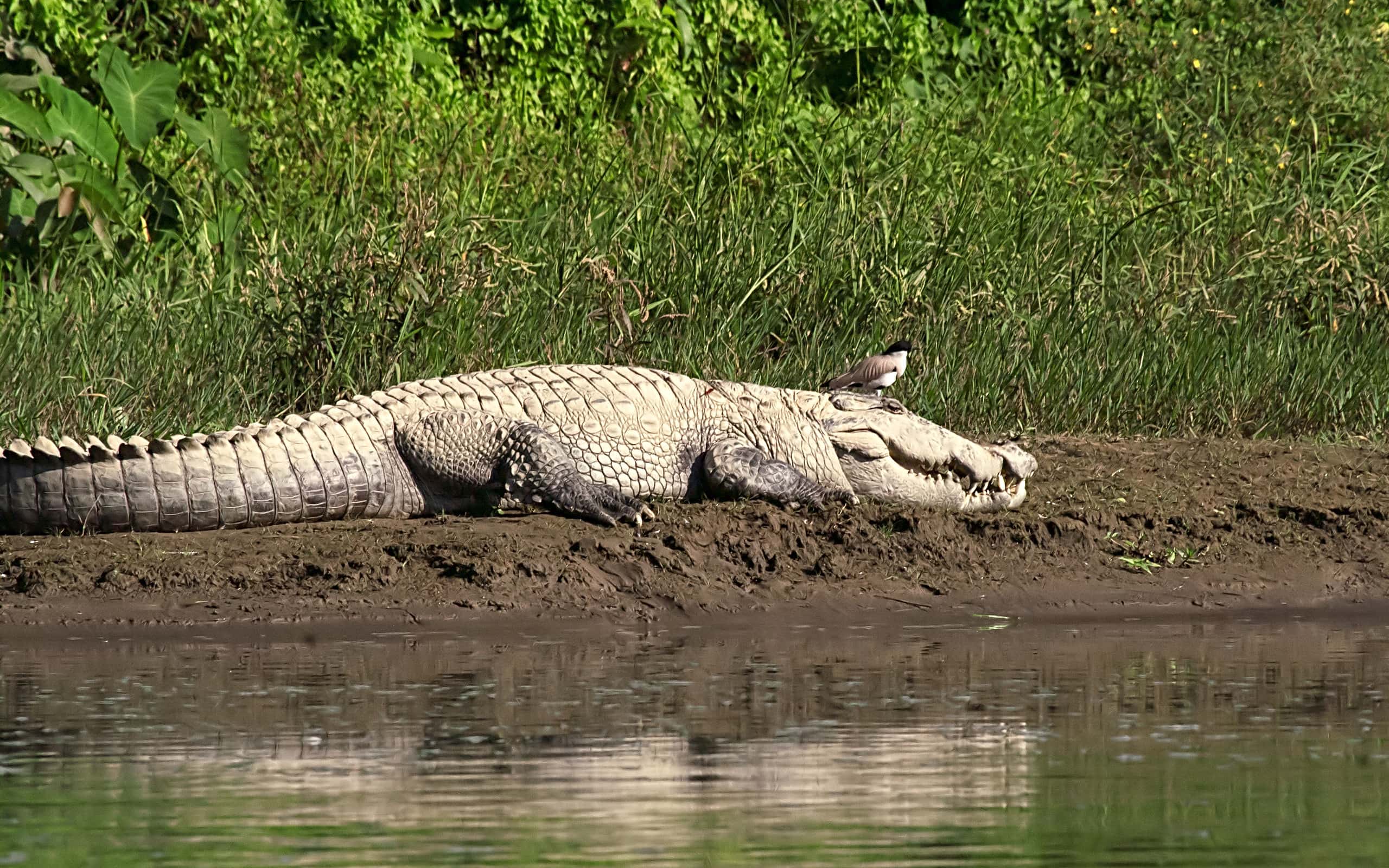 The giant crocodile believed to have killed more than 200 people