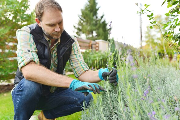 Monty Don's 5-minute lavender tip keeps plants thriving for years