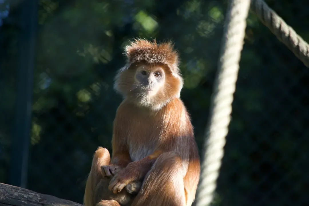 This rare monkey is vanishing in one forest but thriving in another