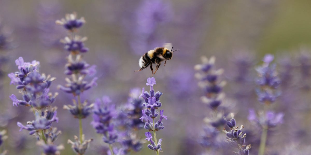 The biggest lavender care mistakes to avoid for fuller, fragrant blooms