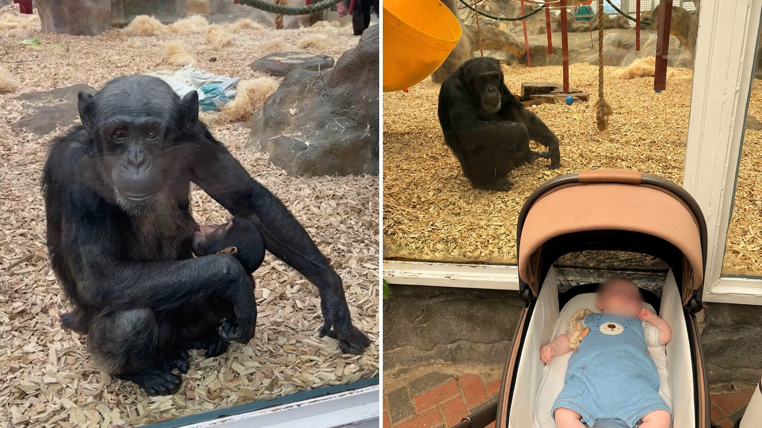 Chimp and human share incredible motherly connection