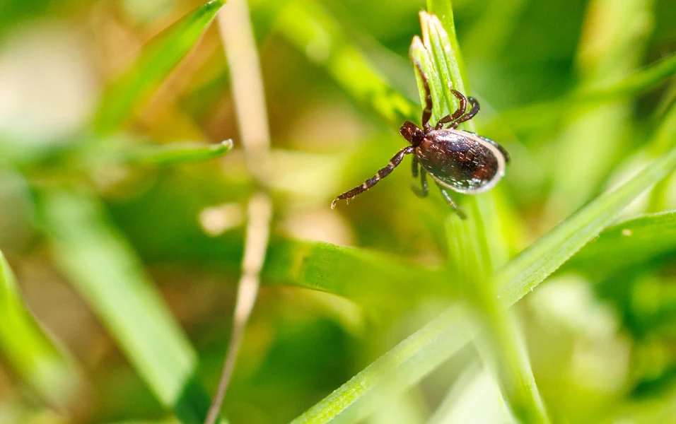 Experts warn tick-borne illnesses rising sharply across Canada