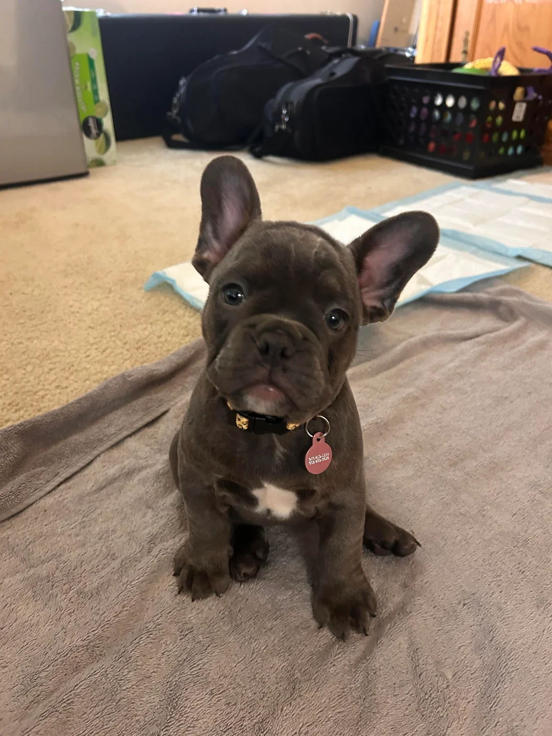 10 dog breeds that rule social media
