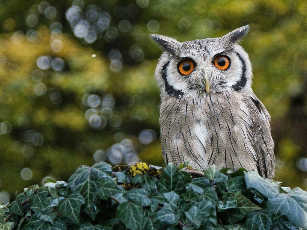 How to attract owls to your yard and why it matters