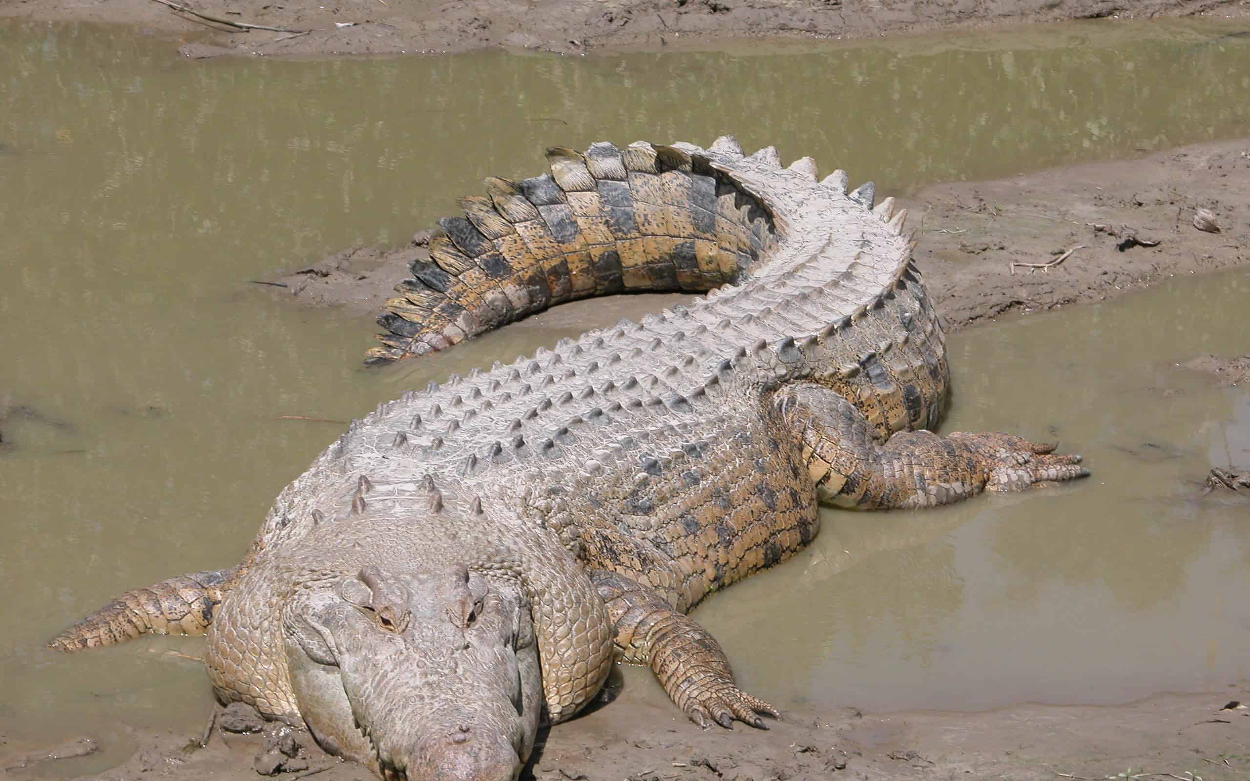 The giant crocodile believed to have killed more than 200 people
