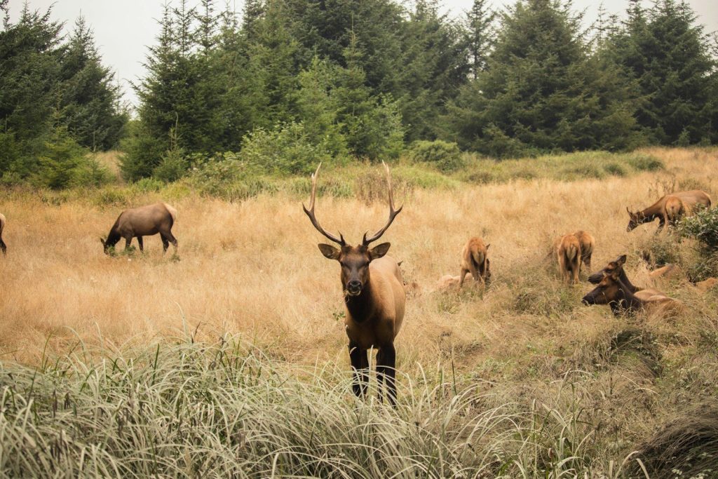 7 remarkable things you never knew about Canadian wild elk