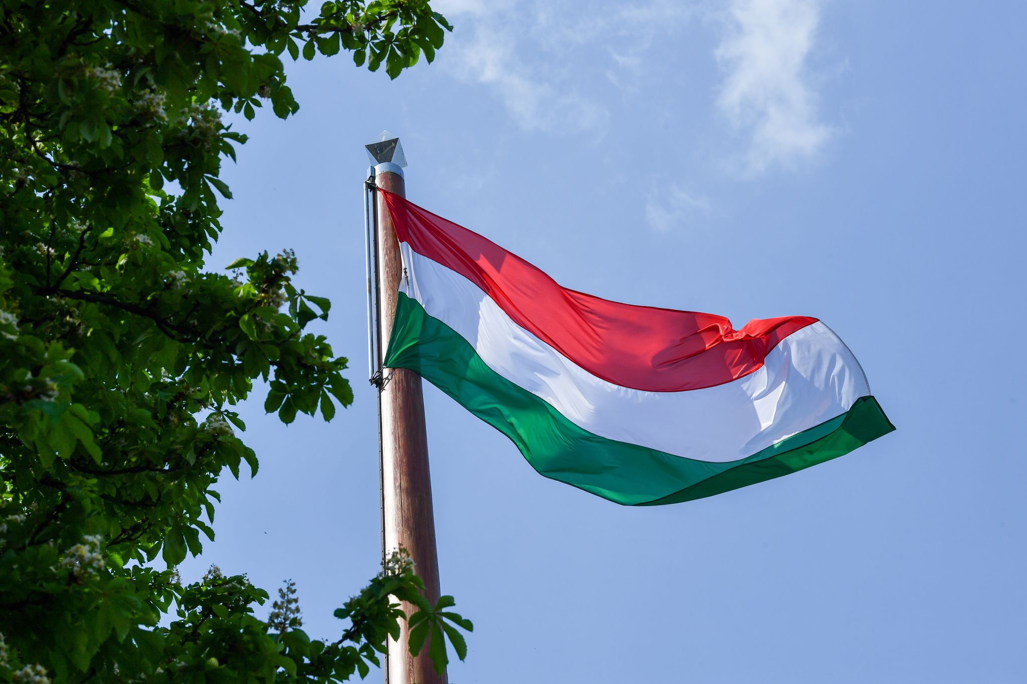 Hungarian central bank holds interest rates steady as expected