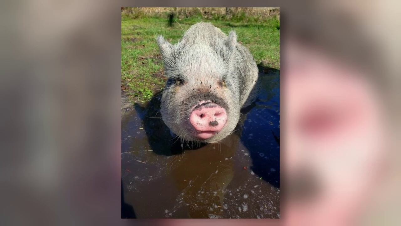 Sworn complaint filed against suspect in pet pig death investigation ...