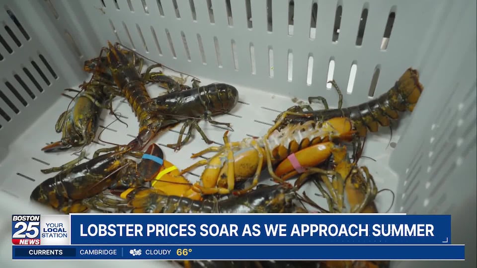 Lobster prices are soaring as summer approaches