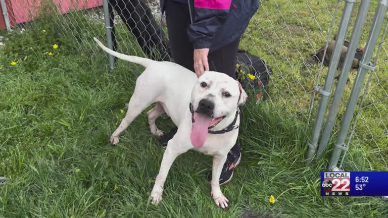 Kuli’s story: A deaf rescue dog looking for love