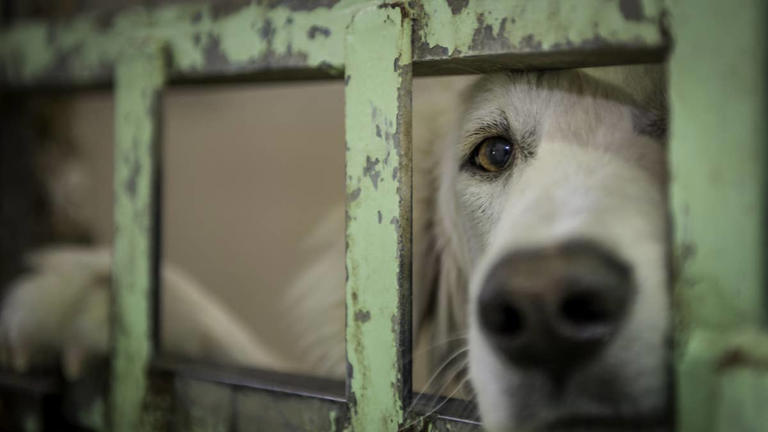 Golden retriever saved from slaughterhouse has the most grateful eyes