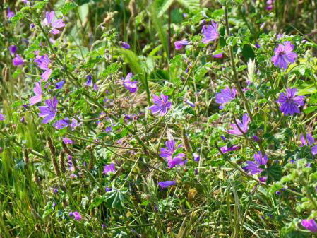 Los milagros de la flor de la malva