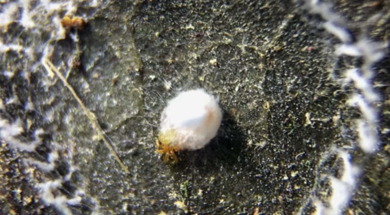 A spider builds tiny Stonehenge structures and no one knows why