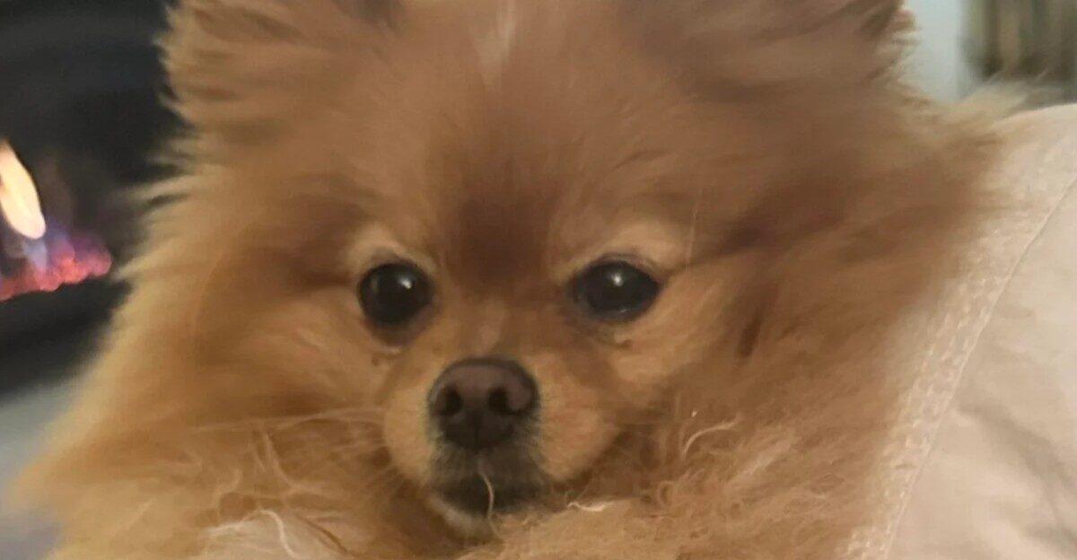 10 dog breeds that rule social media