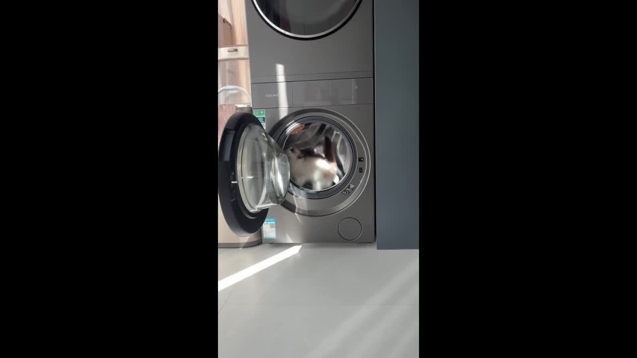 Cat found running inside front-load washing machine