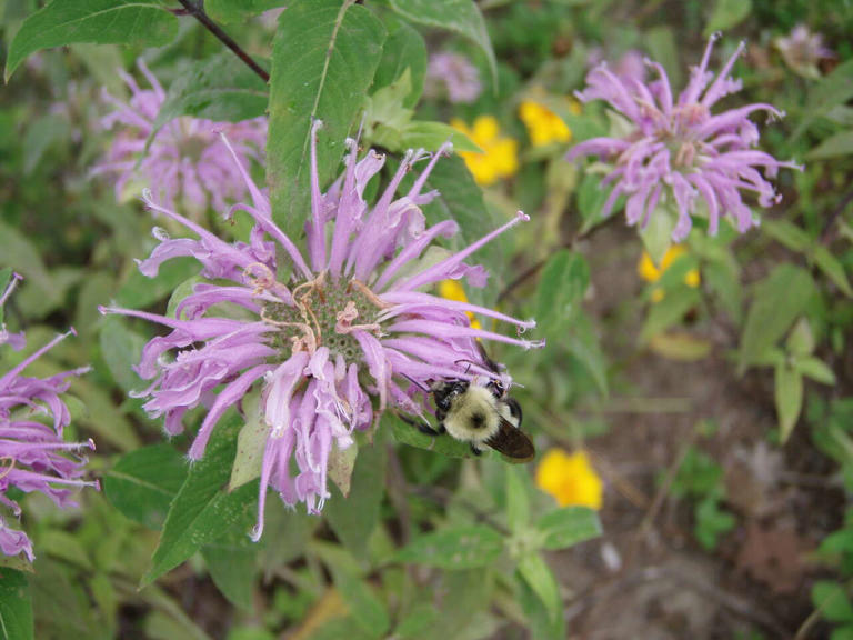 Chippewa Nature Center to host native plant sale