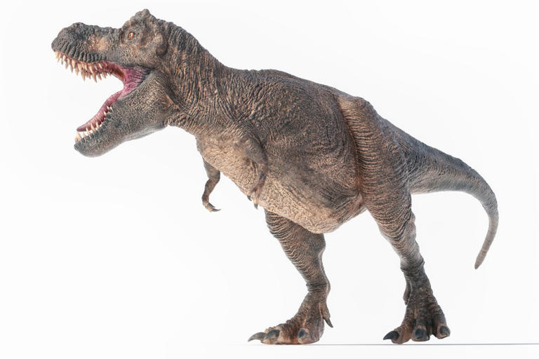 Ever wondered why the T rex had such small arms? Scientists may have ...