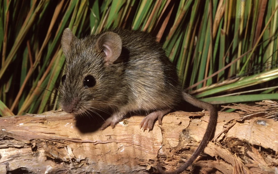 WA mouse plague reaches record densities, triggers emergency baiting