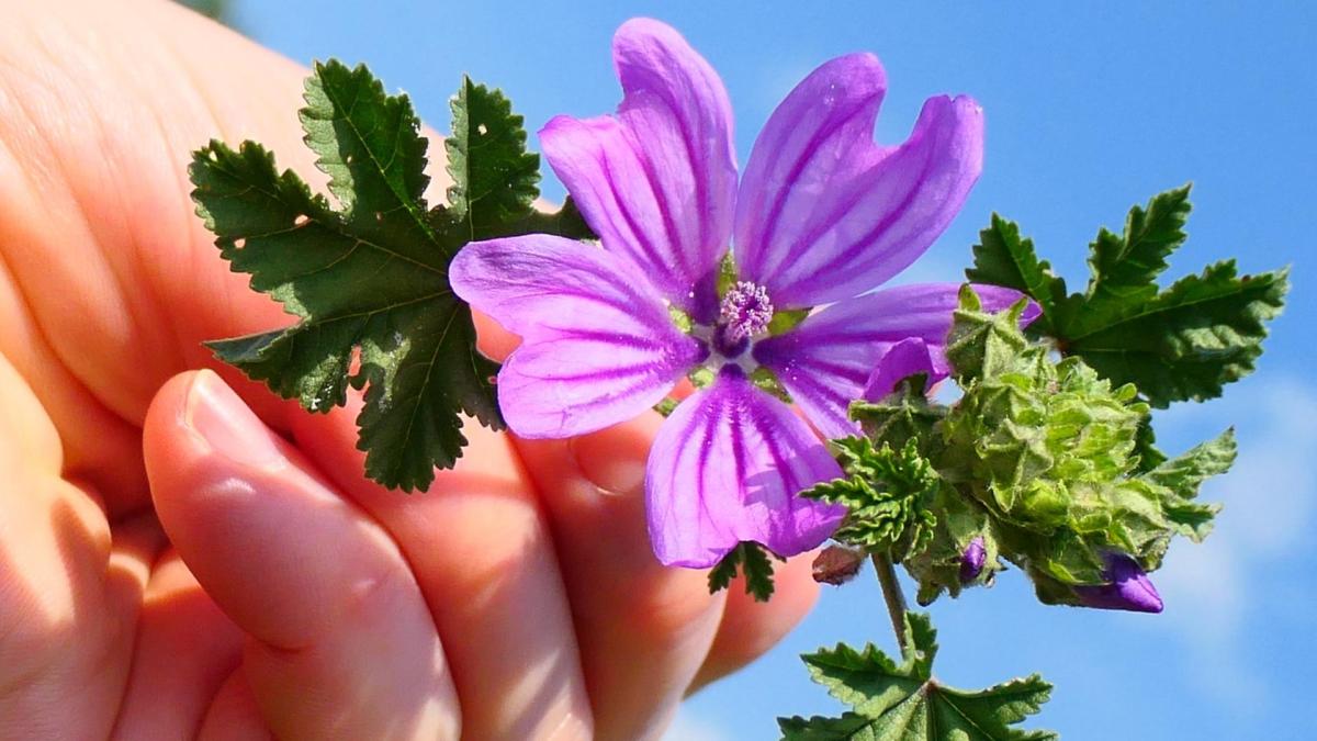 Los milagros de la flor de la malva