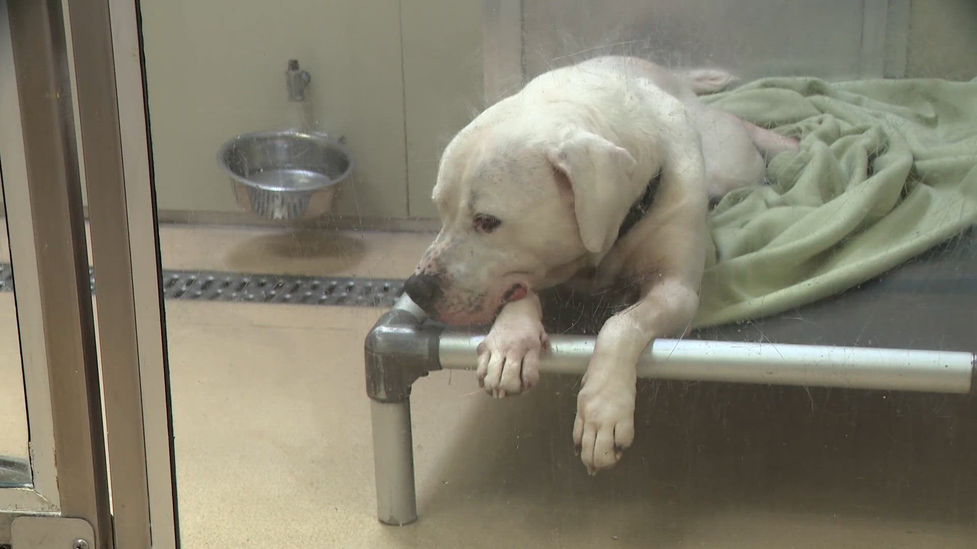 St. Louis County Animal Shelter waives fees for large dogs