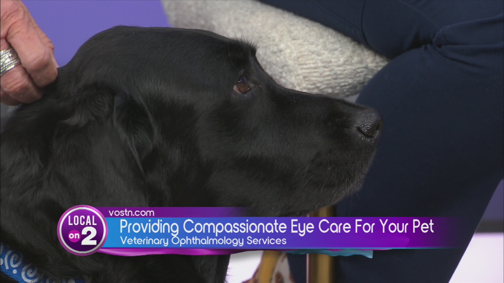 Veterinary ophthalmology services: Providing compassionate eye care for ...
