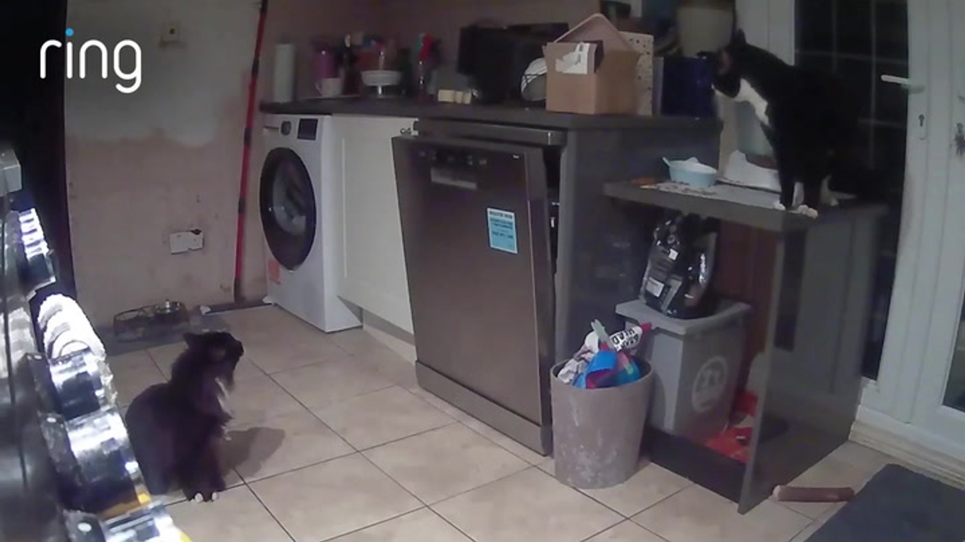 Neighbourhood cats secretly raid family’s kitchen undetected for six months