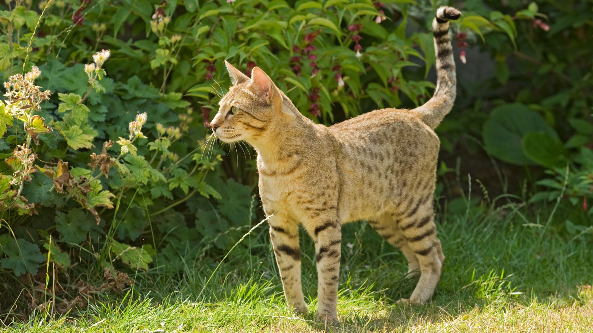 Wild cat breeds that make great pets