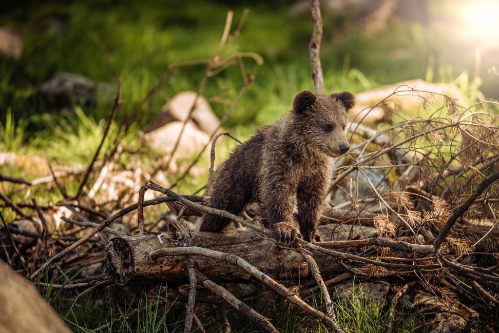 Why did a calm cat ignore a wild bear?