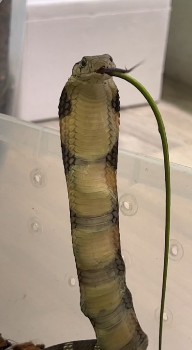 Hungry king cobra!