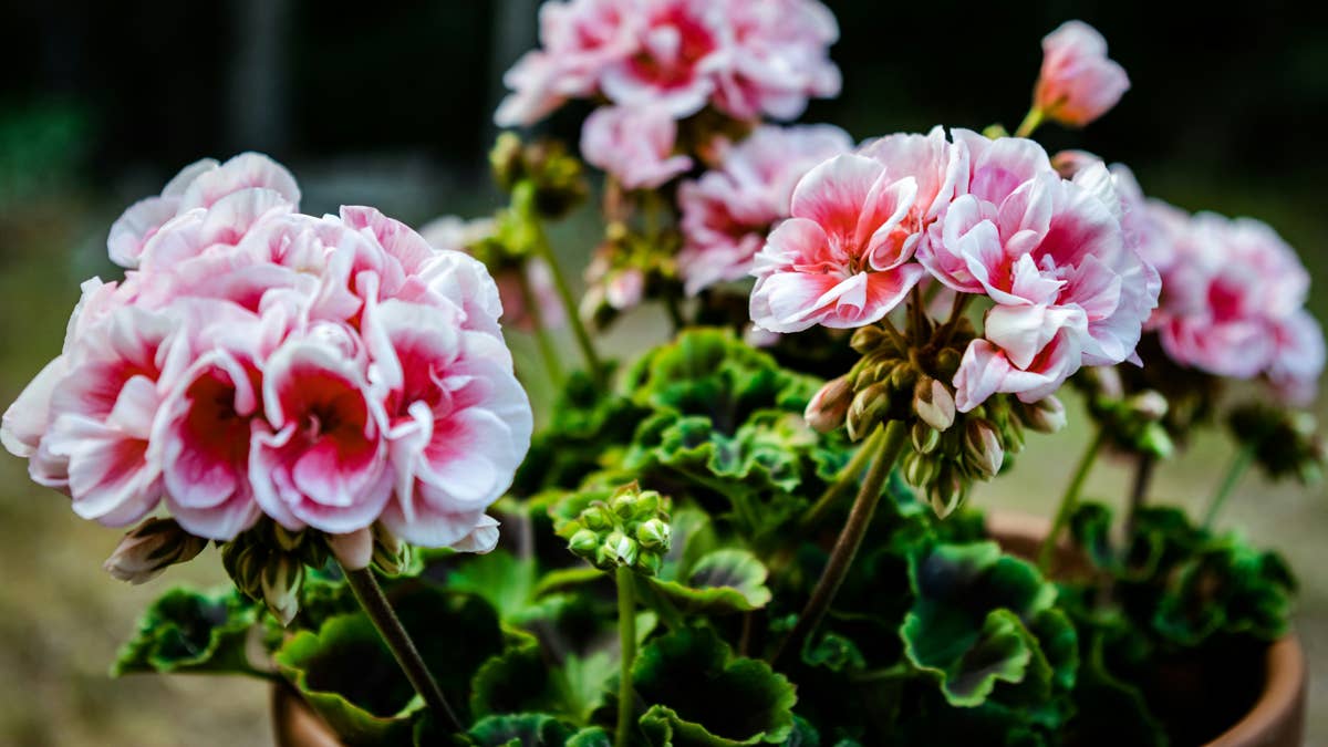 How to deadhead geraniums for nonstop summer blooms