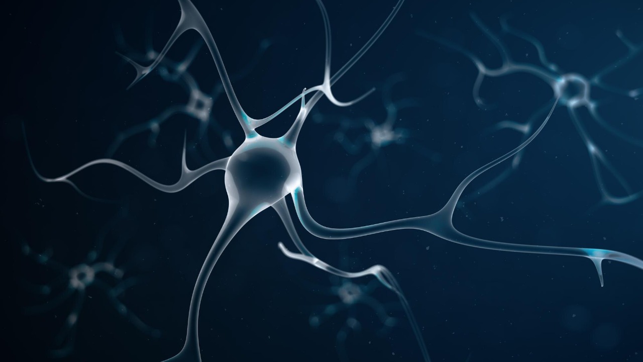 A sequence of molecular 'timers' inside the brain decides what gets ...