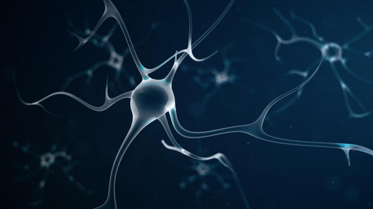 A sequence of molecular 'timers' inside the brain decides what gets ...