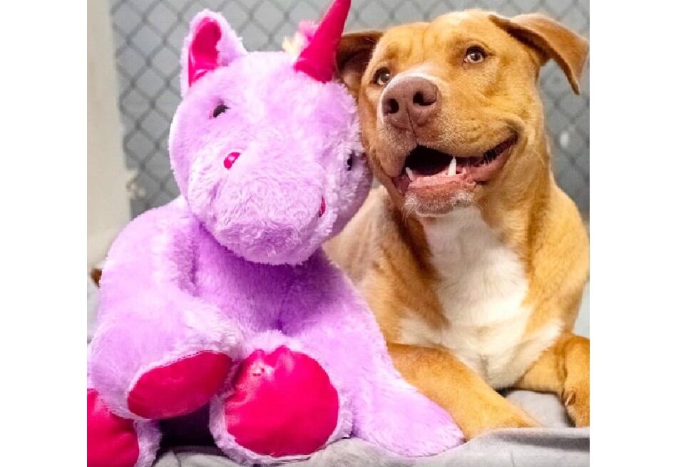 Sisu, el perrito sin hogar que robó un peluche cinco veces hasta que se ...