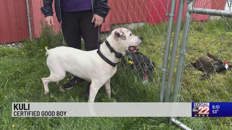 Kuli’s story: A deaf rescue dog looking for love