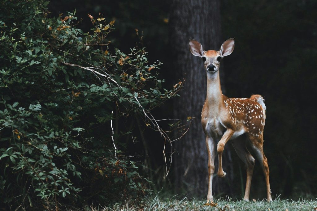 How wild animals find salt in nature