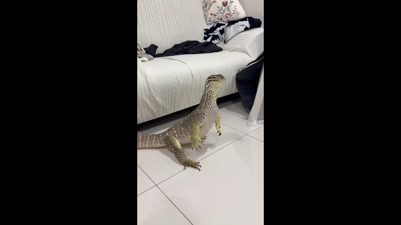 Pet sand goanna impresses owners by standing on hind legs