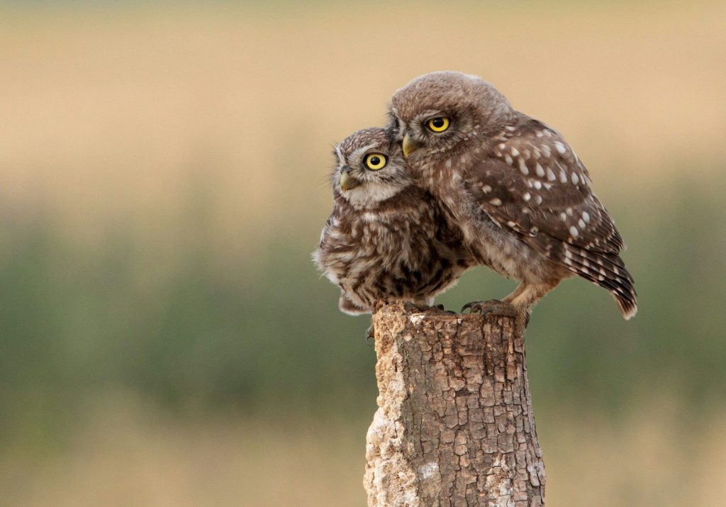 How to attract owls to your yard and why it matters