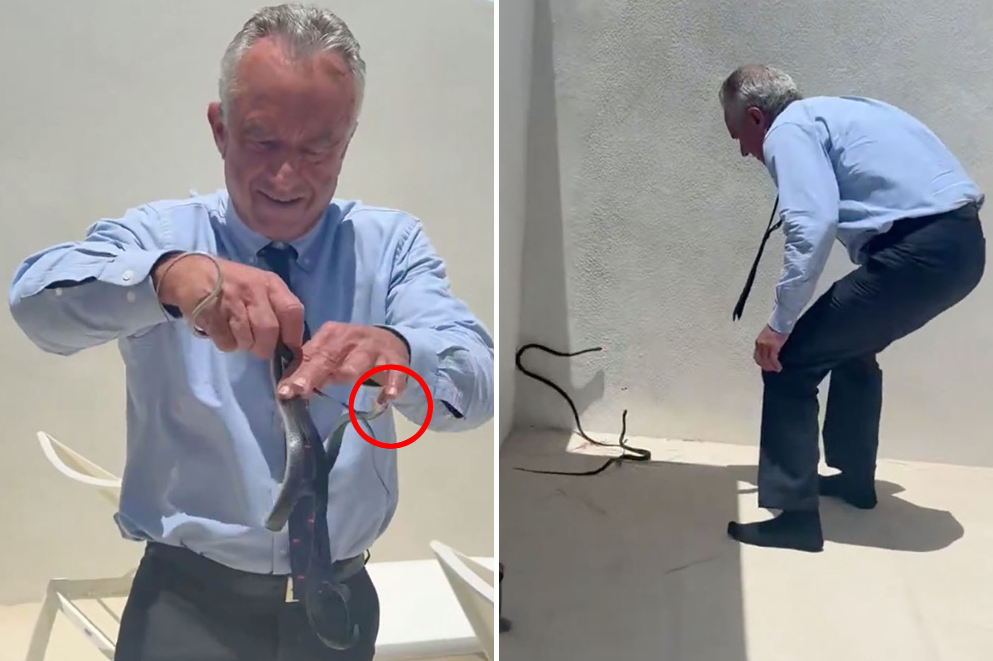 RFK Jr. snatches two black racer snakes off Dr. Oz’s patio in bonkers video