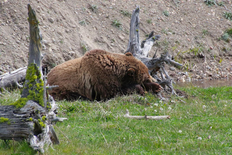 Yellowstone grizzly bears delight tourists with amorous behavior