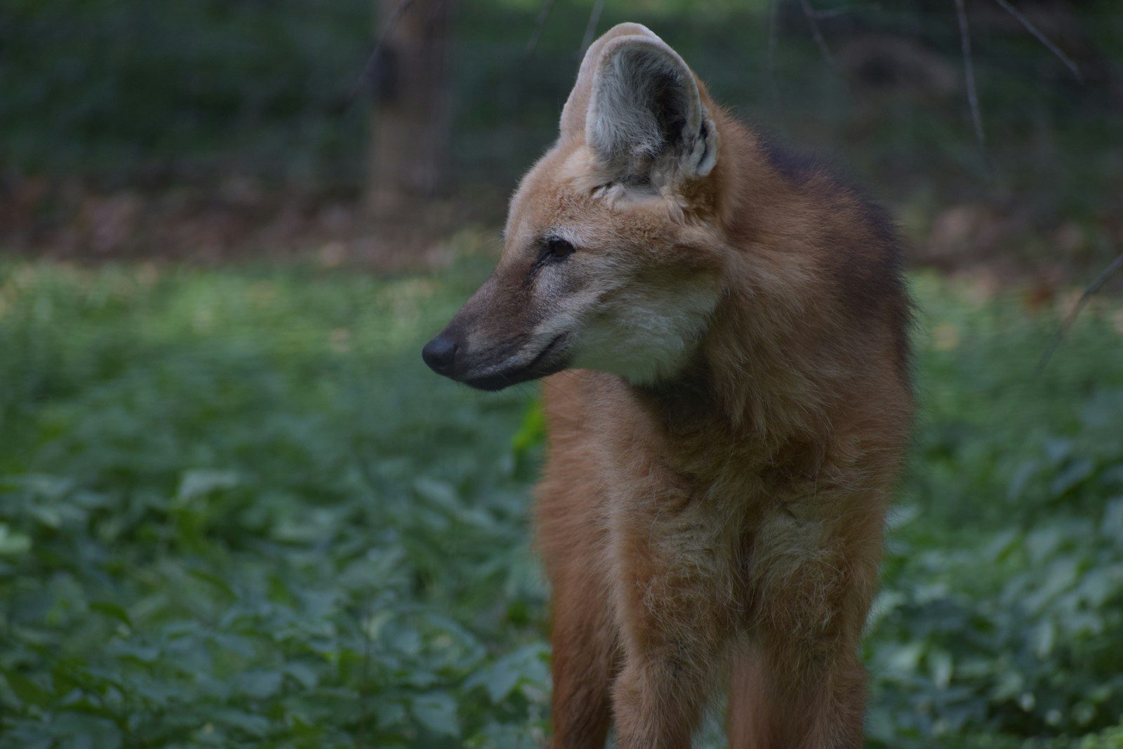 The wolf that looks like a fox but hunts like a killer