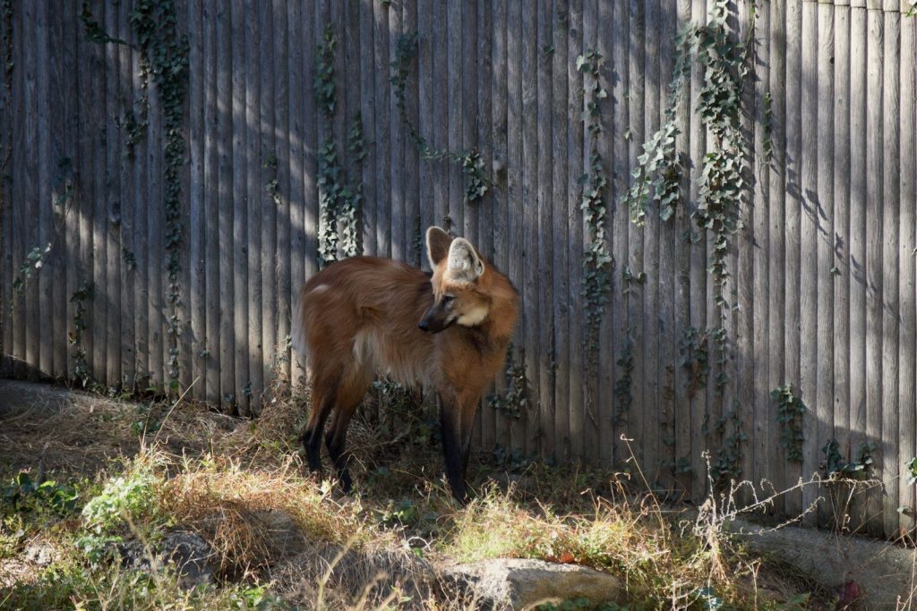 The wolf that looks like a fox but hunts like a killer
