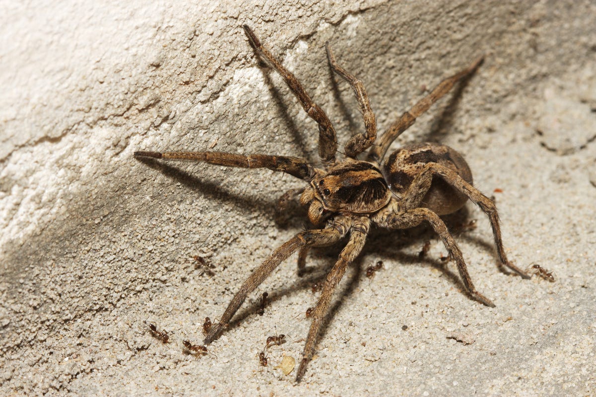 What experts want you to know about the common house spider
